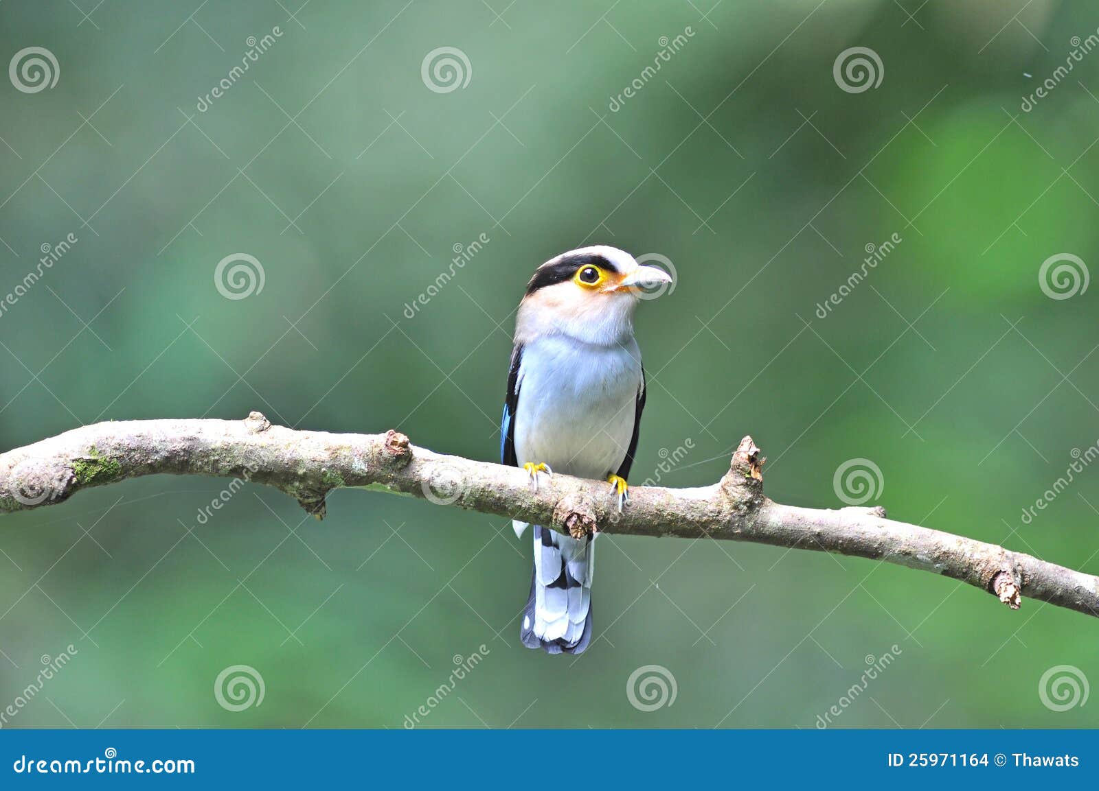 Broadbill bird stock photo. Image of serilophus, wildlife - 25971164