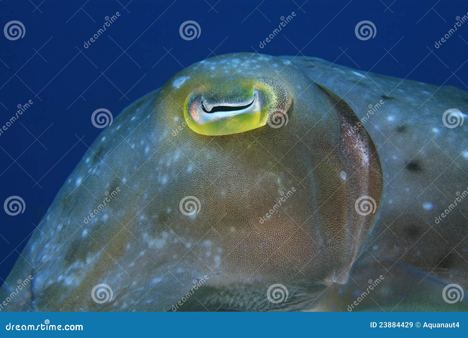 Broadclub cuttlefish stock image. Image of marine, aquatic - 23884429