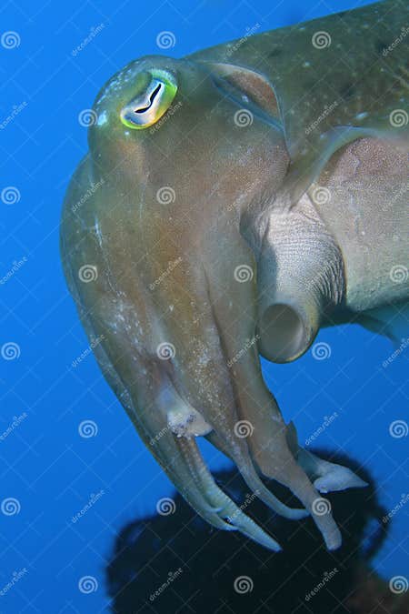 Broadclub cuttlefish stock photo. Image of marine, aquatic - 23884476