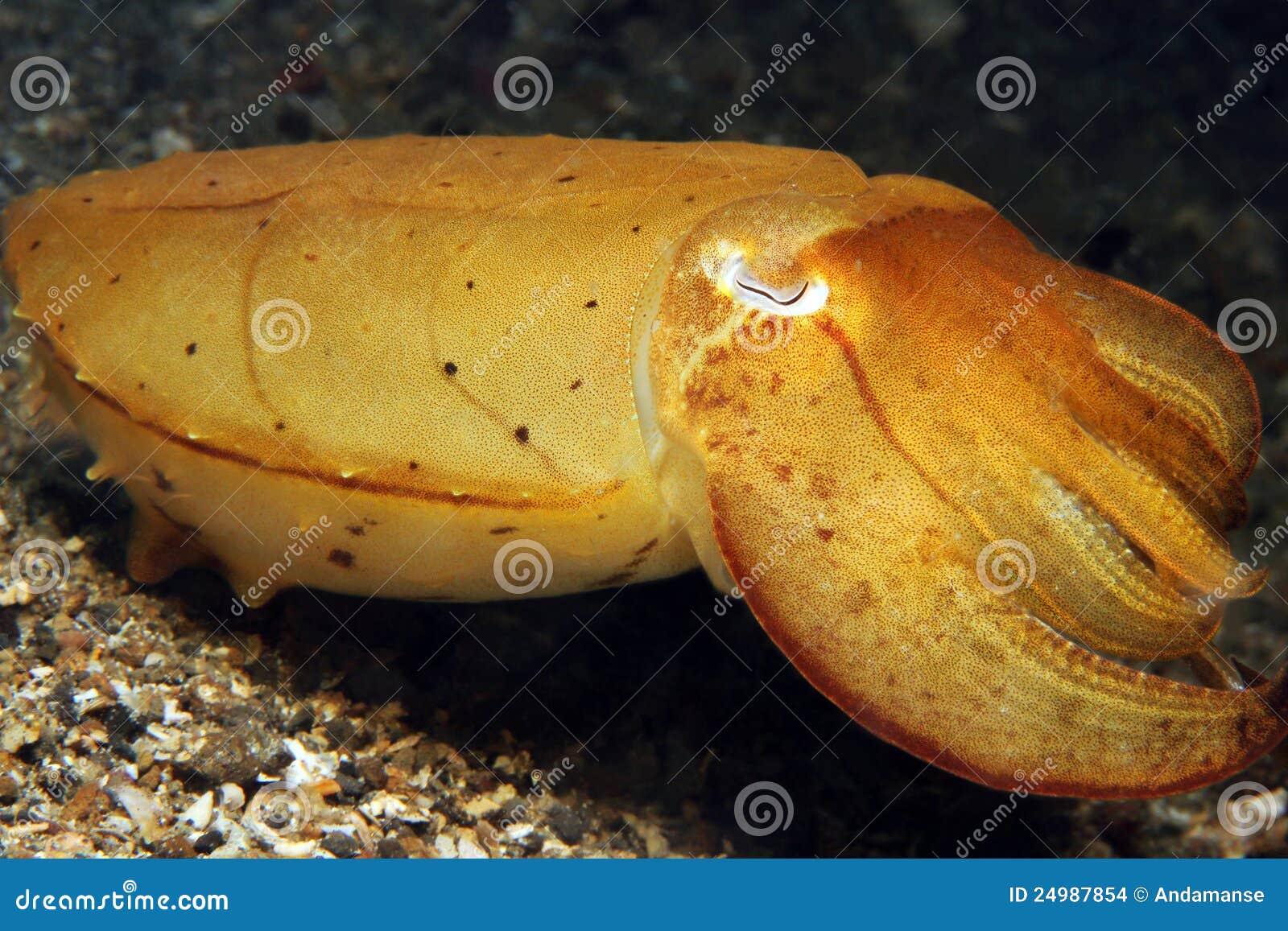 Broadclub Cuttlefish stock photo. Image of island, invertebrate - 24987854