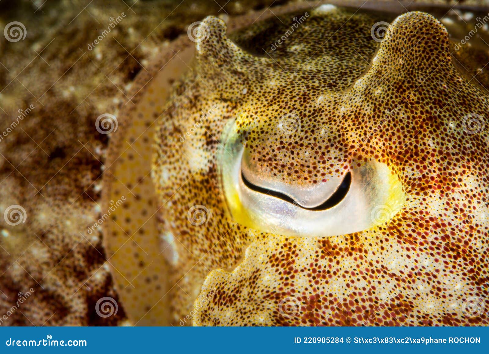 Broadclub Cuttlefish Eye Closeup Stock Photo - Image of luzon ...