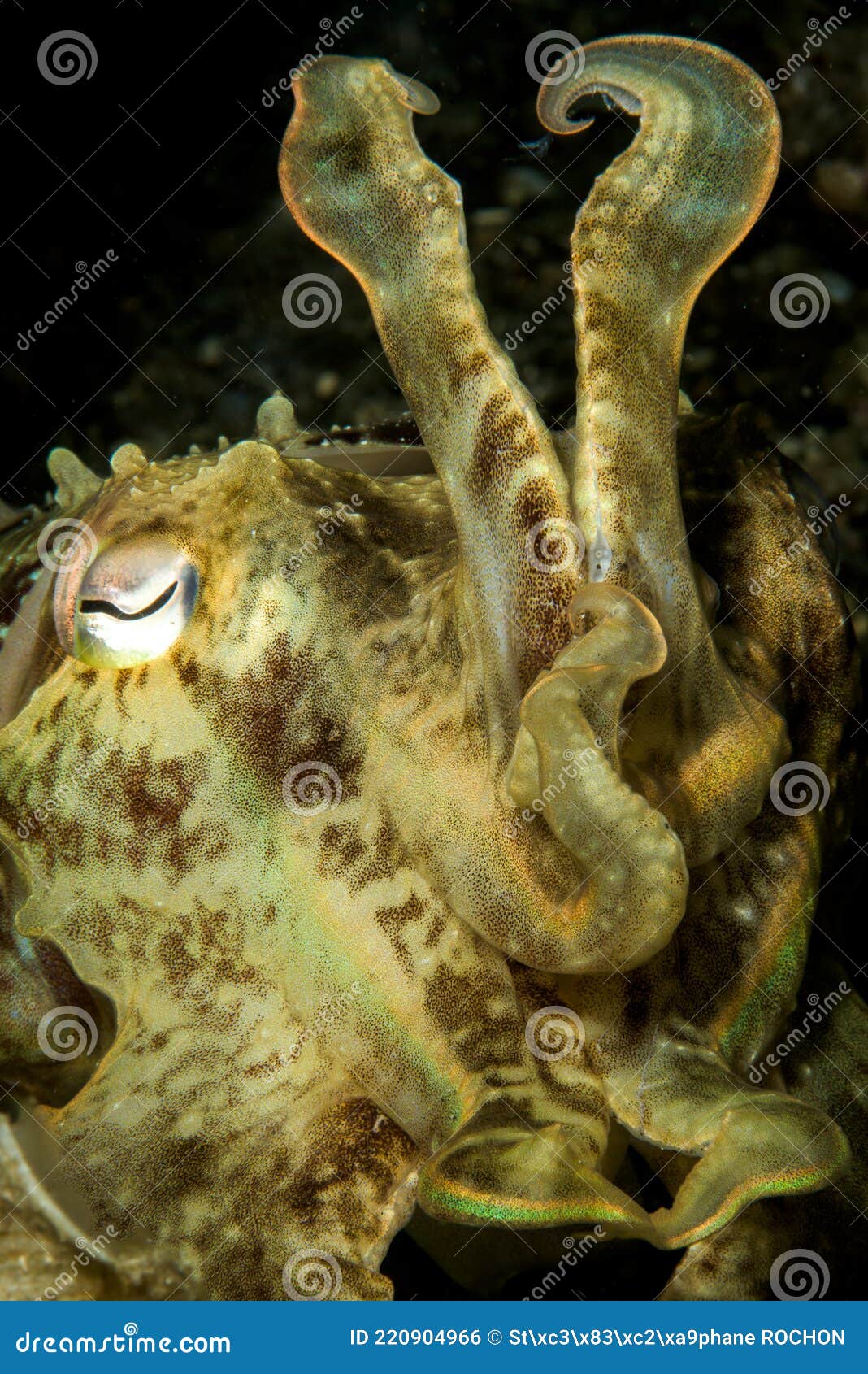 Broadclub Cuttlefish Ready for a Fight Stock Photo - Image of small ...