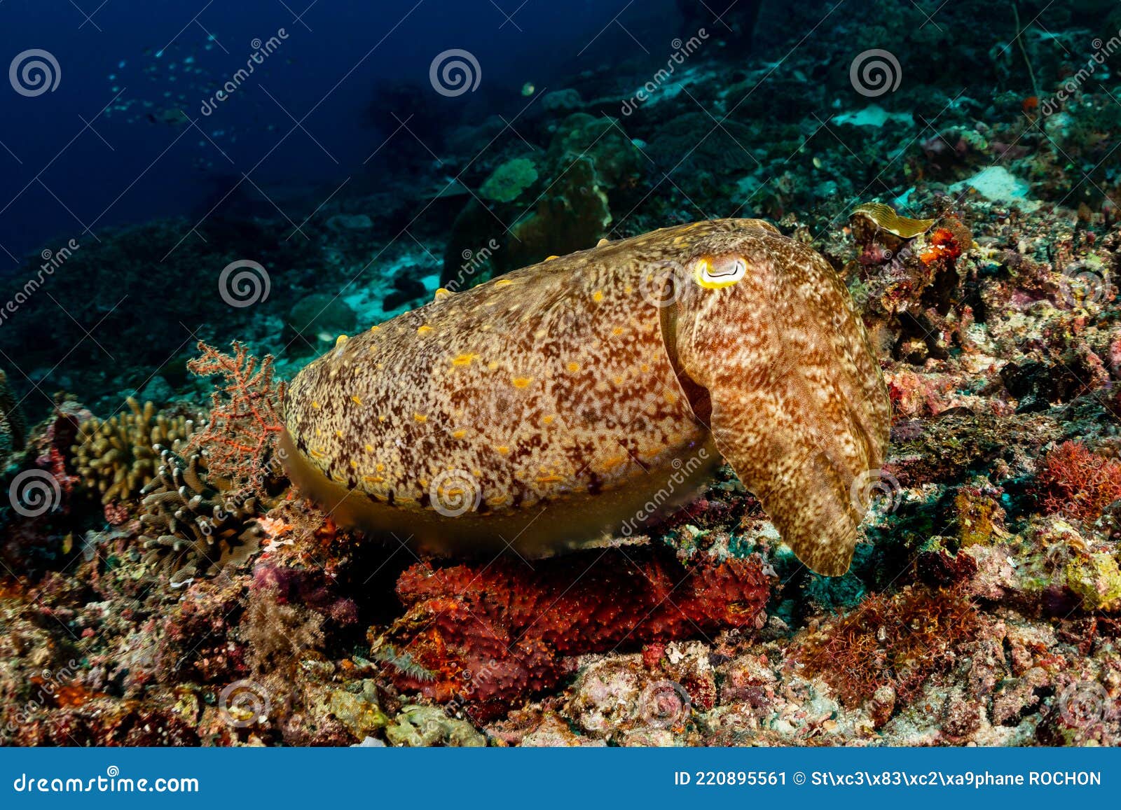 Broadclub cuttlefish stock image. Image of ocean, papua - 220895561