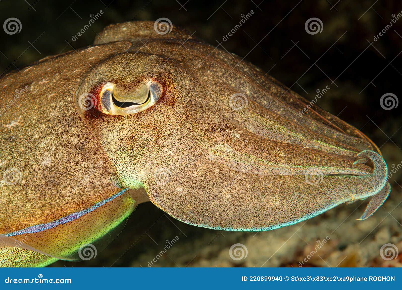 Broadclub Cuttlefish on Sandy Bottom Stock Photo - Image of asia ...