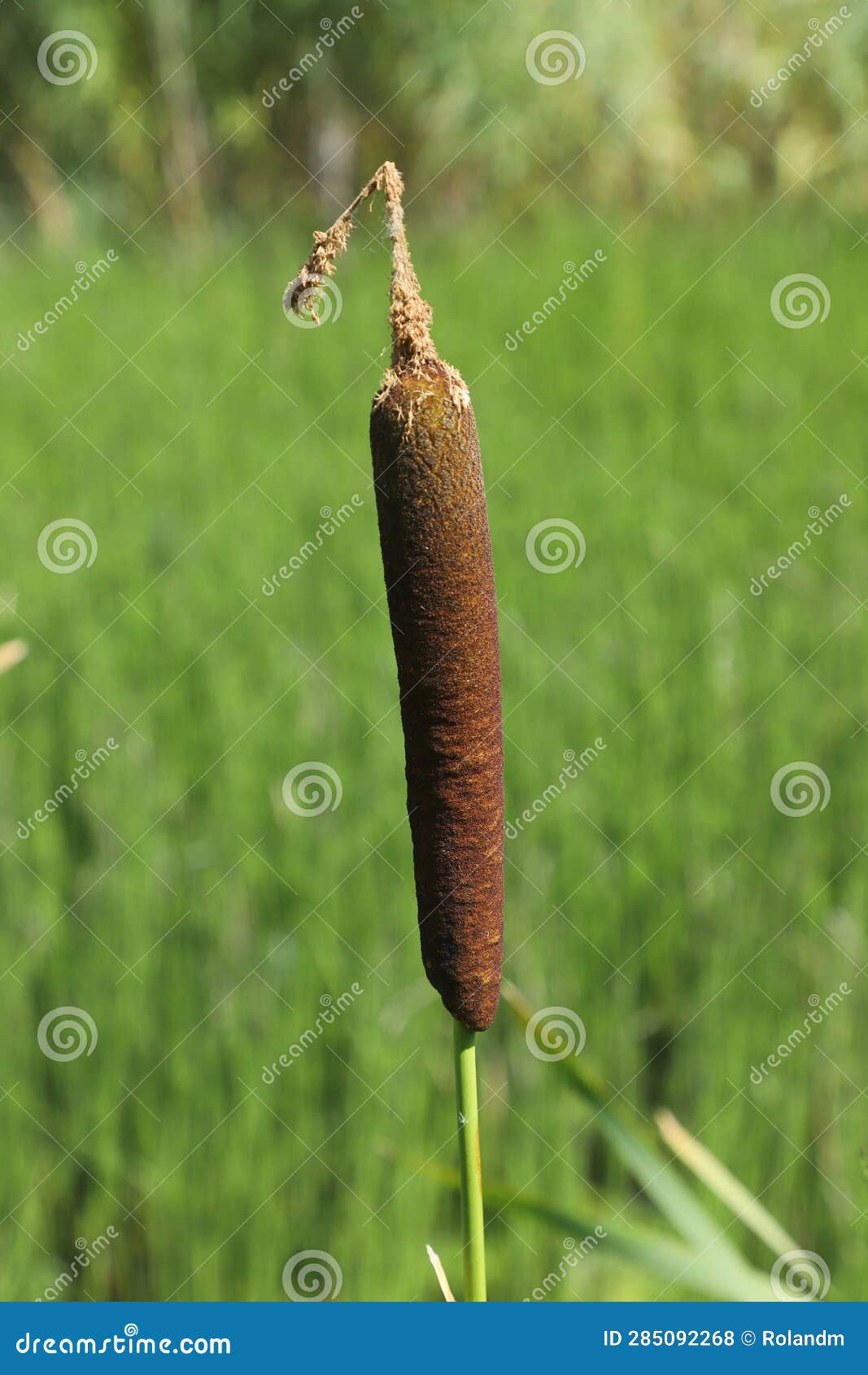 Broadleaf Cattail, Common Cattail, Great Reedmace, Cooper`s Reed Stock ...