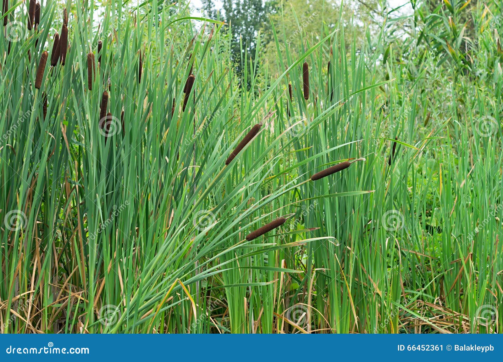 Broadleaf Cattail Typha Latifolia, Bulrush, Common Bulrush, Common ...