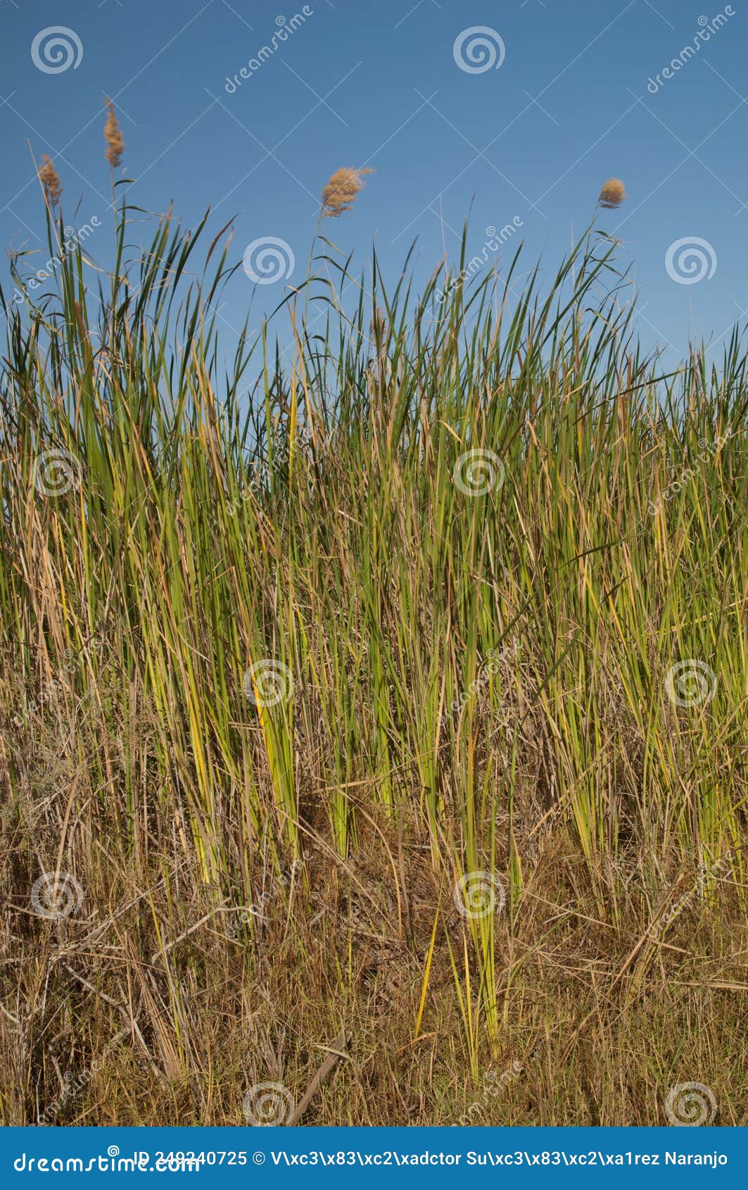 Broadleaf Cattails Typha Latifolia and Common Reeds Phragmites ...