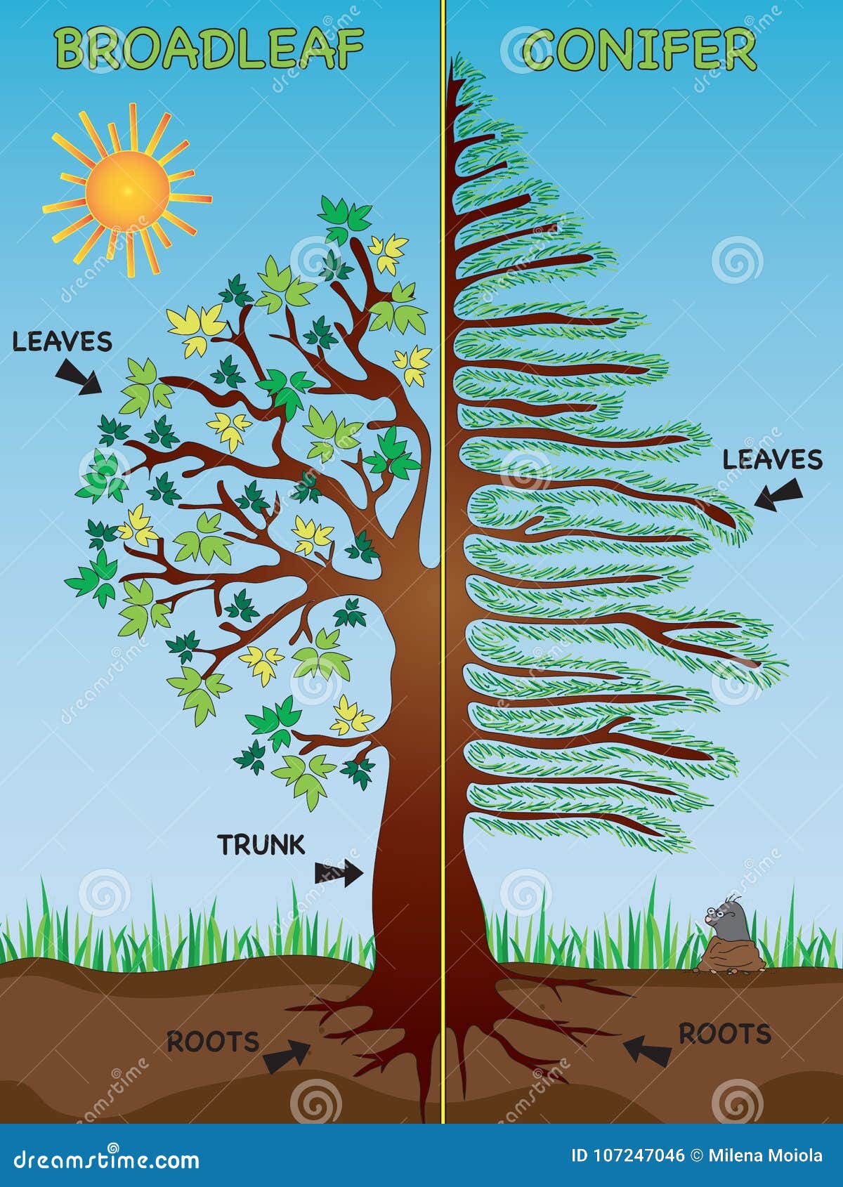 Broadleaf and conifer stock illustration. Illustration of conifer ...