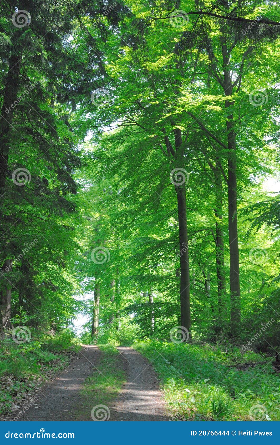Broadleaf forest stock photo. Image of landscape, broadleaf - 20766444