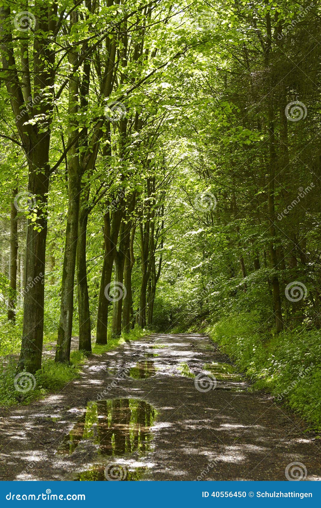 Broadleaf Forest - Forest Path Stock Photo - Image of wood, oxygene ...