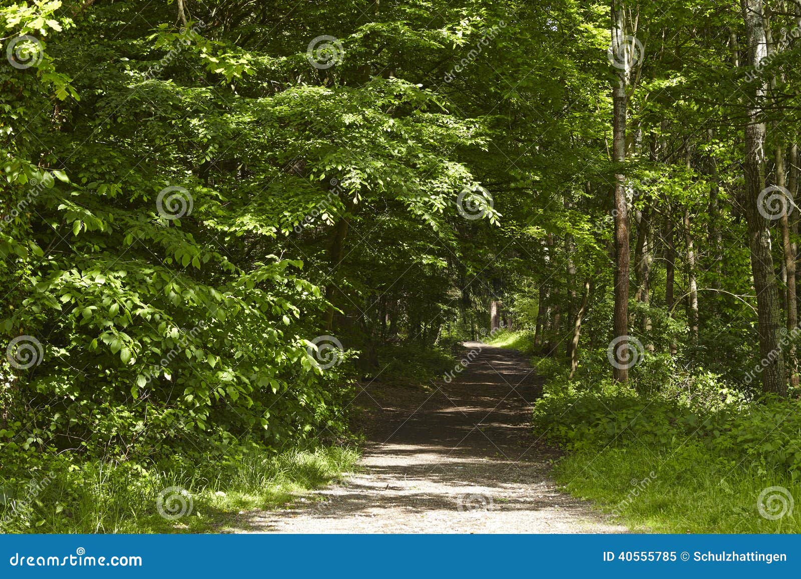 Broadleaf Forest - Forest Path Stock Image - Image of stroll, track ...