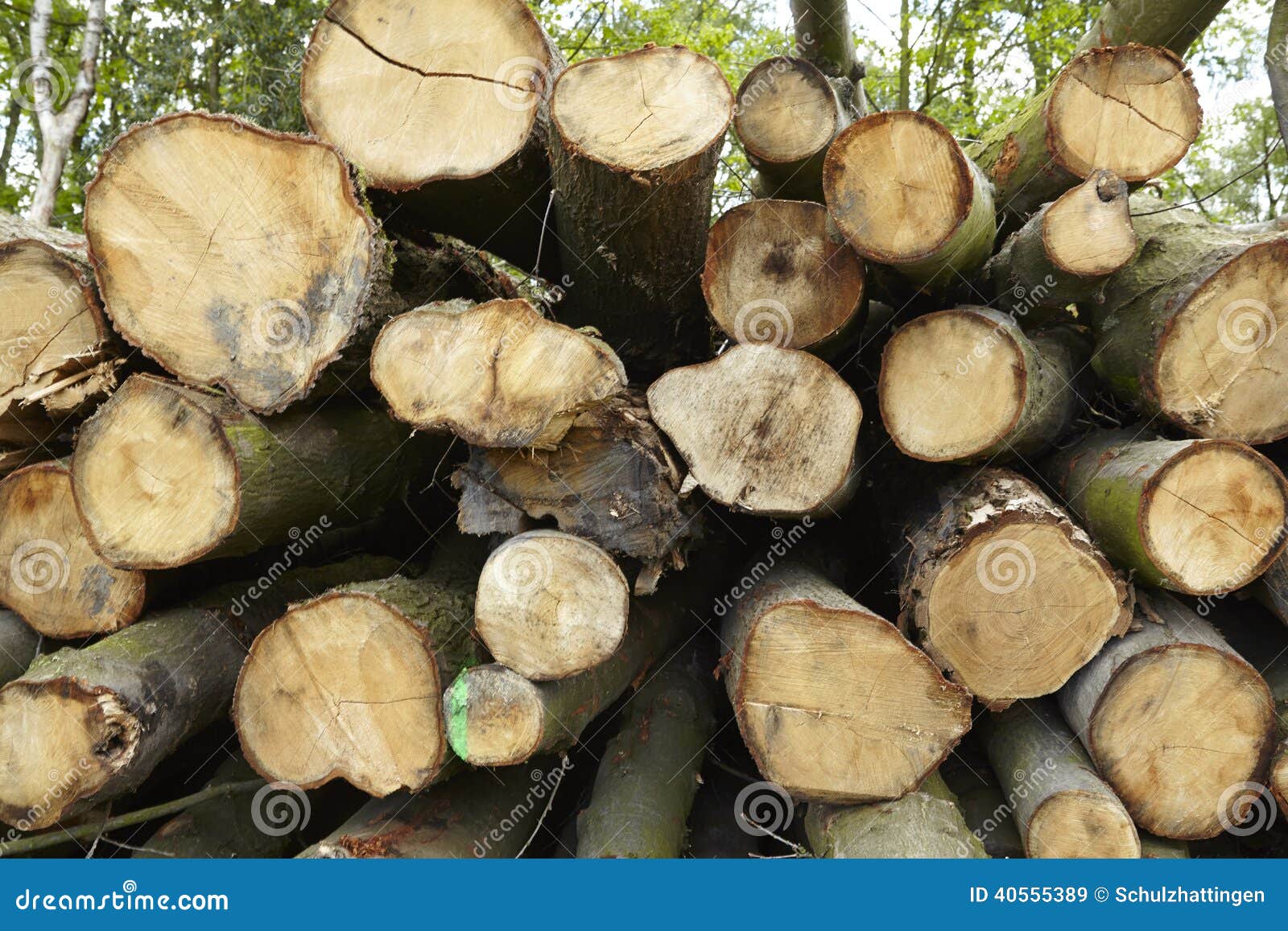 Broadleaf Forest - Pile of Tree Boles Stock Image - Image of logs, bole ...