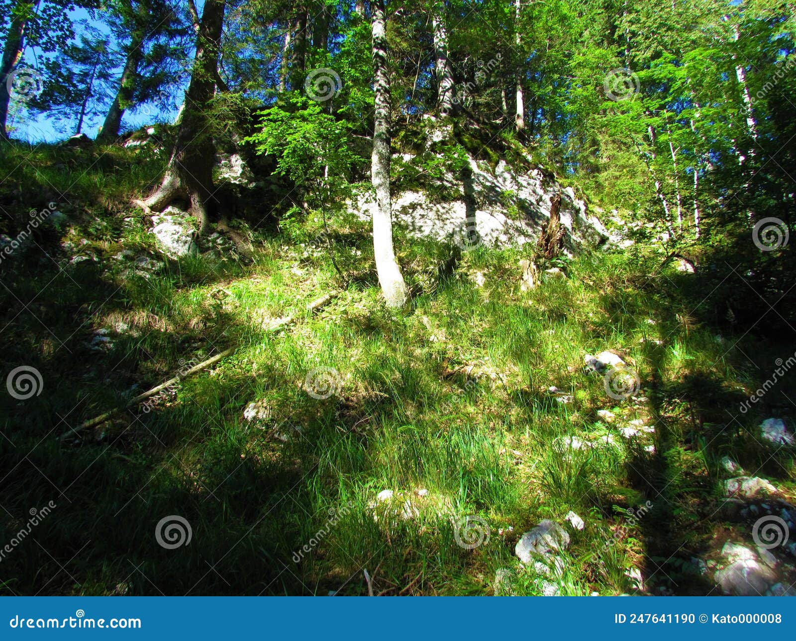 Broadleaf Forest with Sunlight Shining Stock Photo - Image of deciduous ...