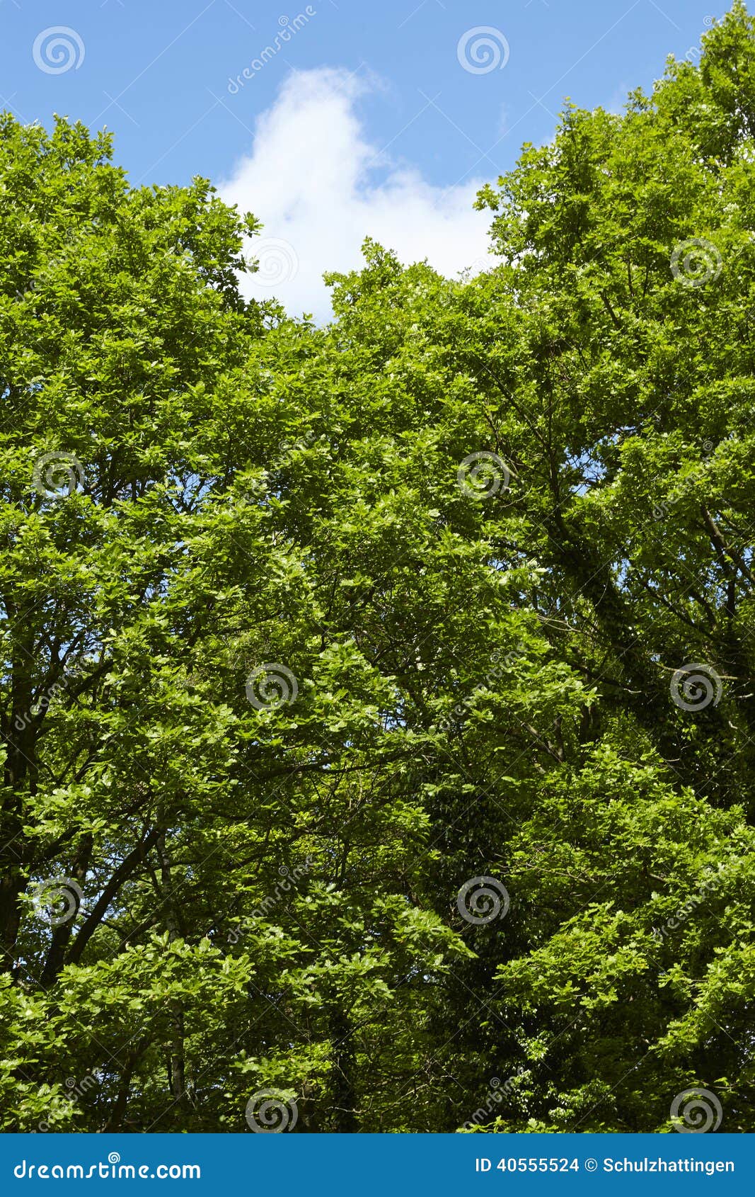 Broadleaf Forest - Tree Crowns at the Forest Edge Stock Photo - Image ...