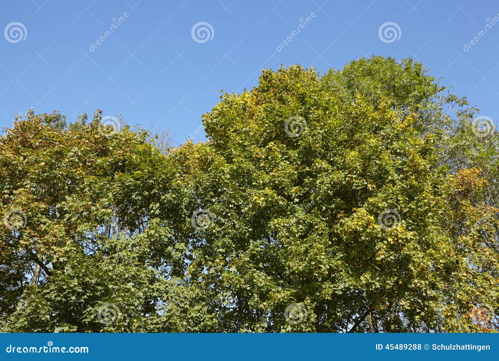 Broadleaf Forest - Tree Crowns at the Forest Edge Stock Photo - Image ...