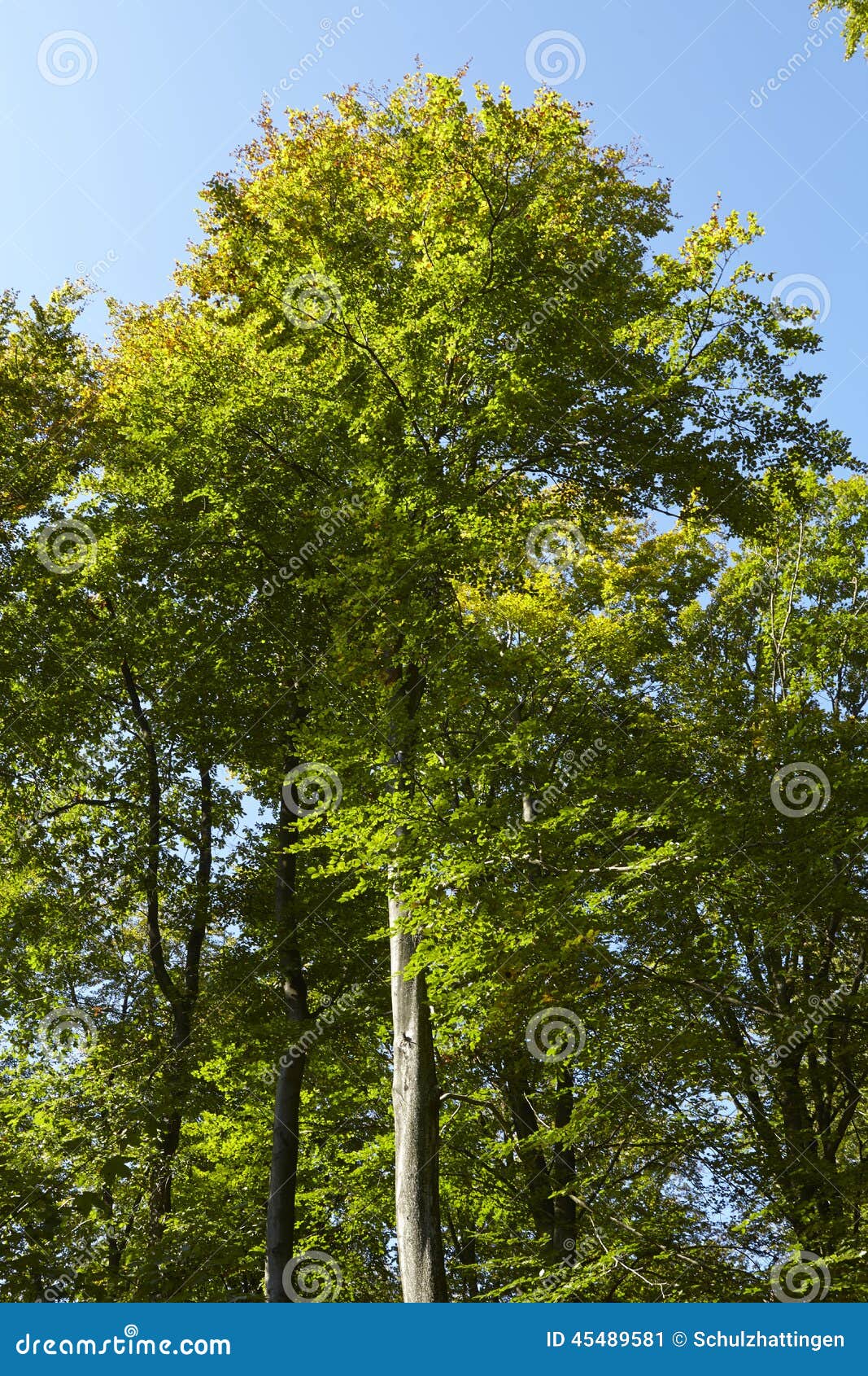 Broadleaf Forest - Tree Crowns at the Forest Edge Stock Image - Image ...