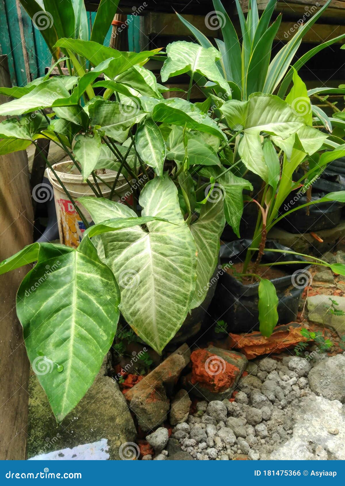 Broadleaf Ornamental Plants in the Yard Editorial Photo - Image of yard ...