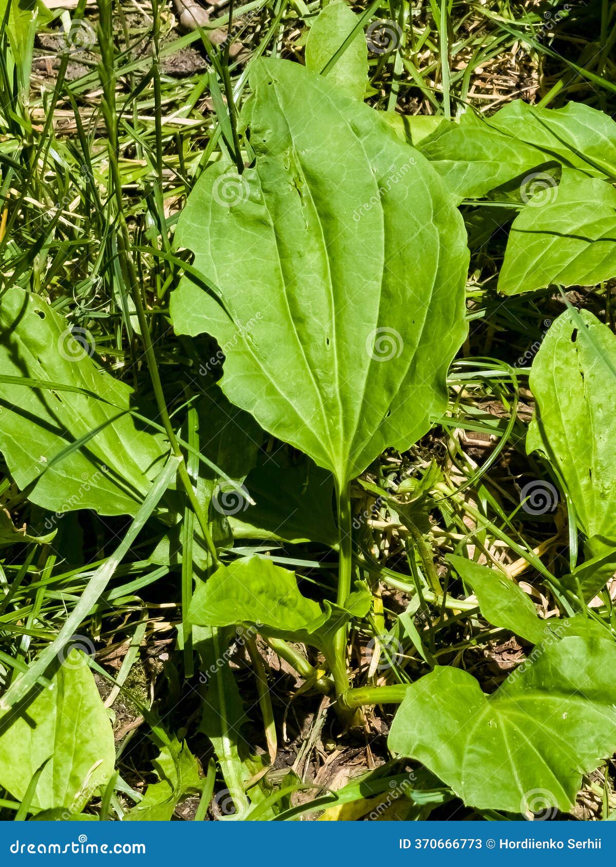 Broadleaf Plantain Stock Image | CartoonDealer.com #261317503