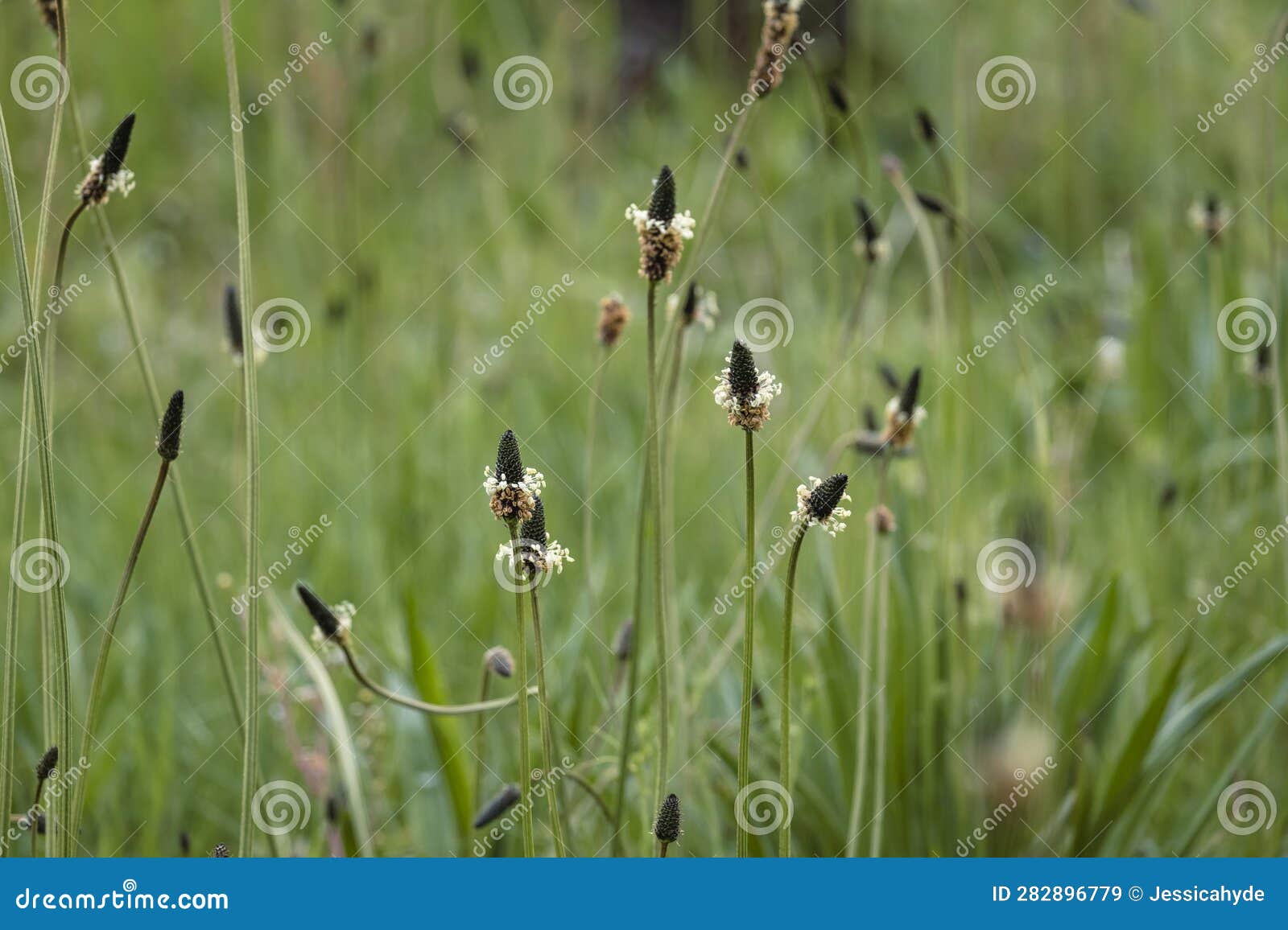 Broadleaf Plantain (Plantago Major) Spring Flowers Stock Image - Image ...