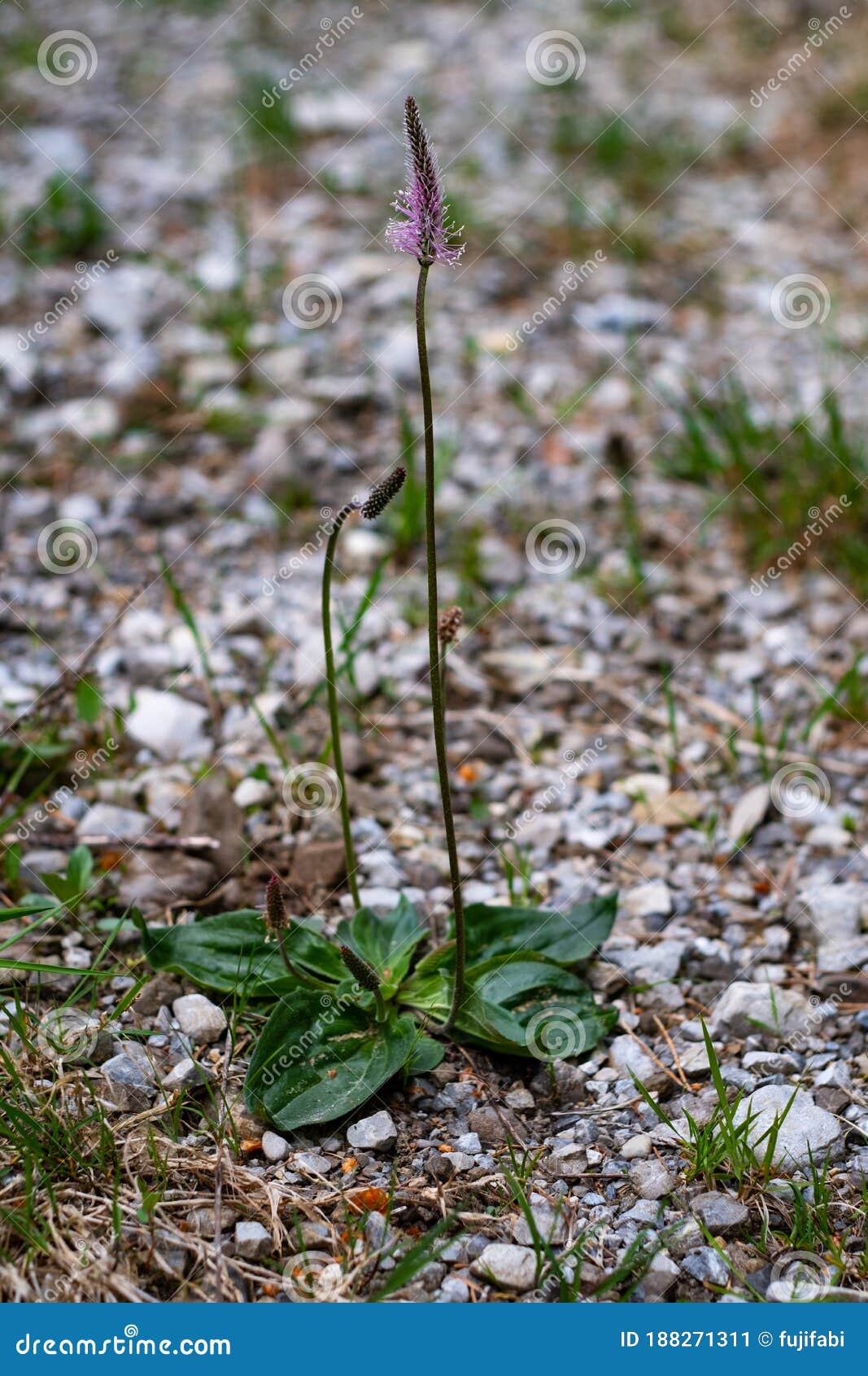Broadleaf Plantain with Purple Bloom Stock Image - Image of wildflower ...