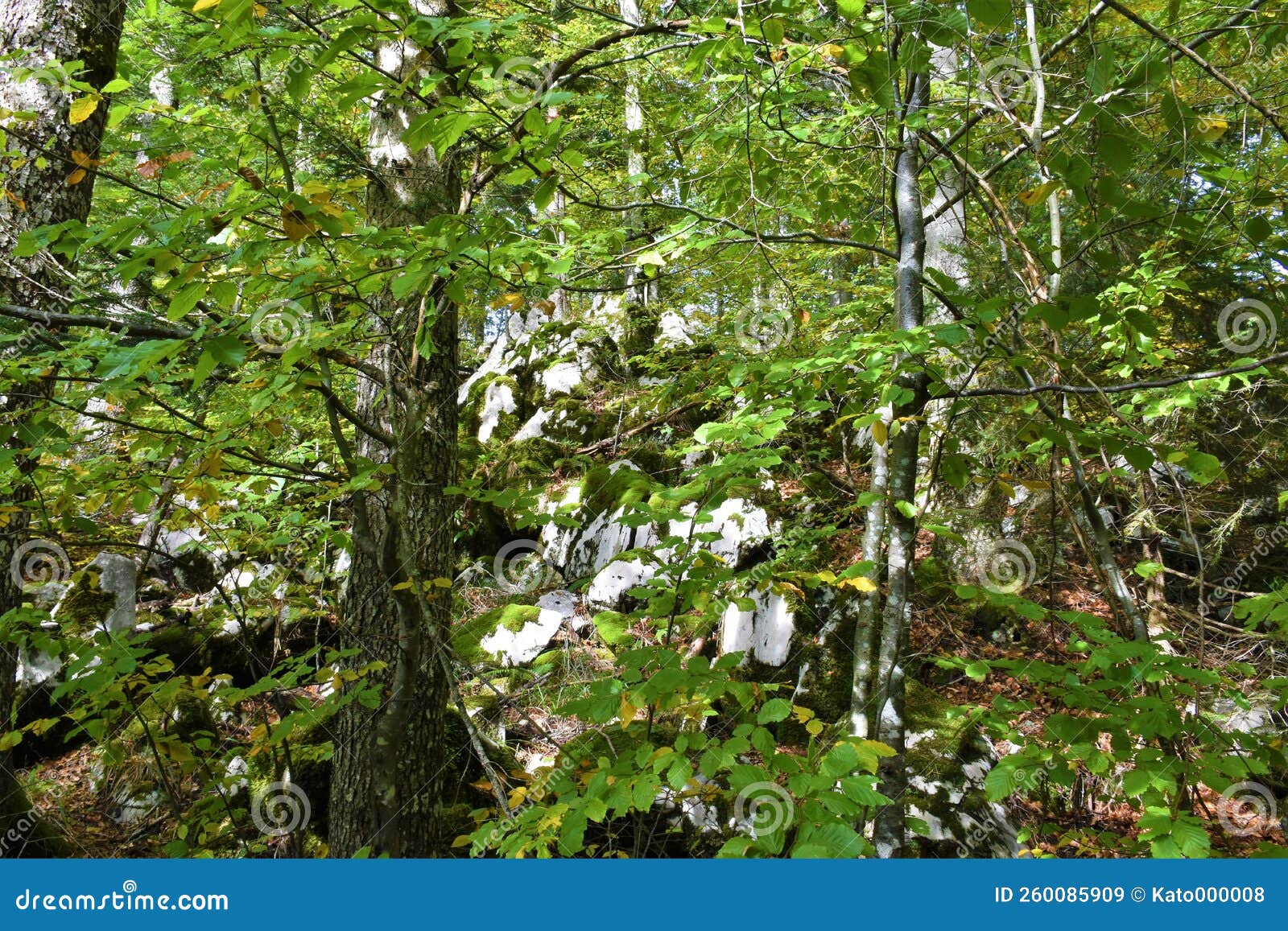 Broadleaf, Temperate, Deciduous Forest with a Beech Trees Stock Image ...