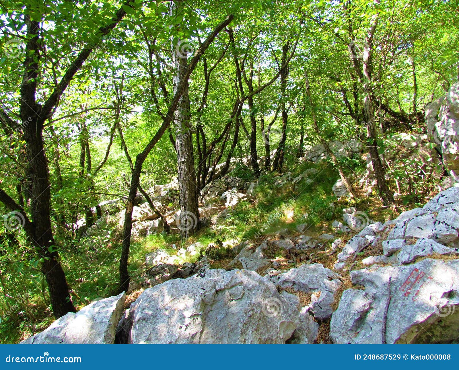 Broadleaf, Temperate, Deciduous Forest Stock Image - Image of season ...