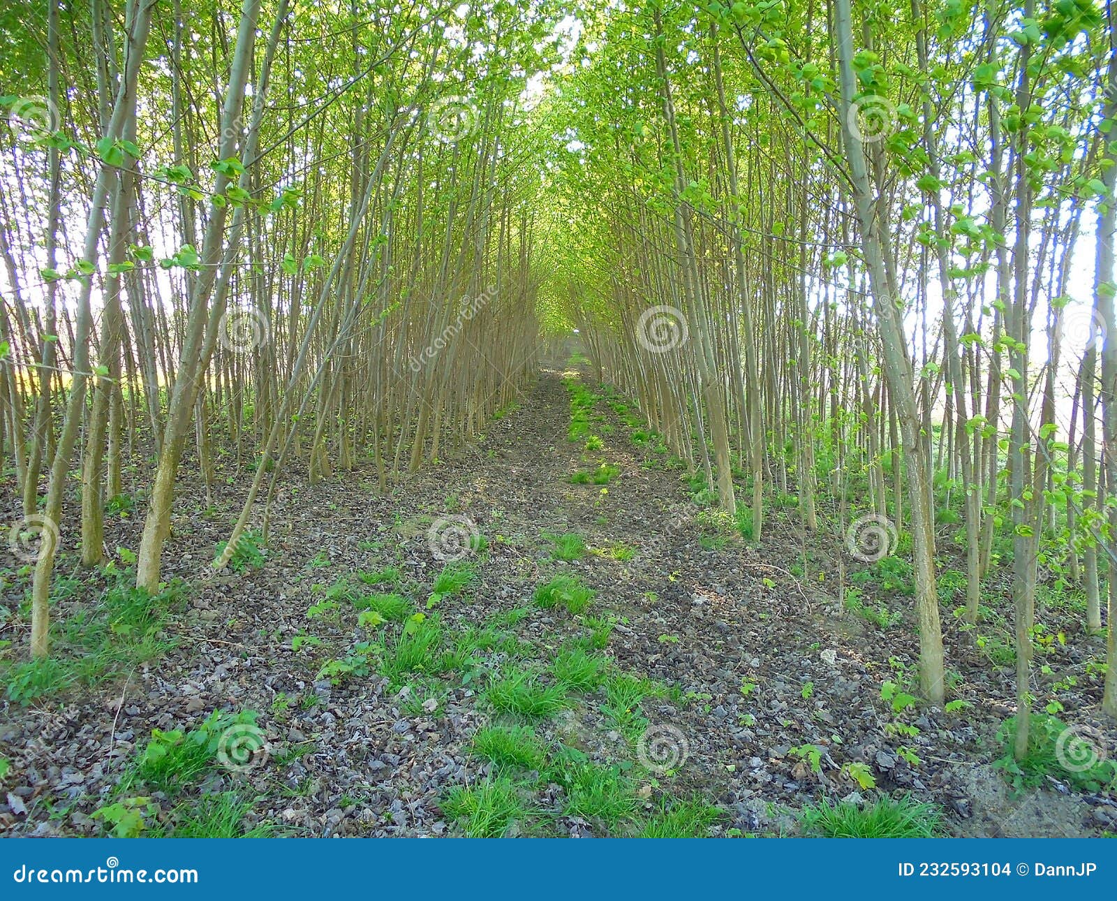 Broadleaf Trees Forming a Passage through Young Dense Forest Stock ...