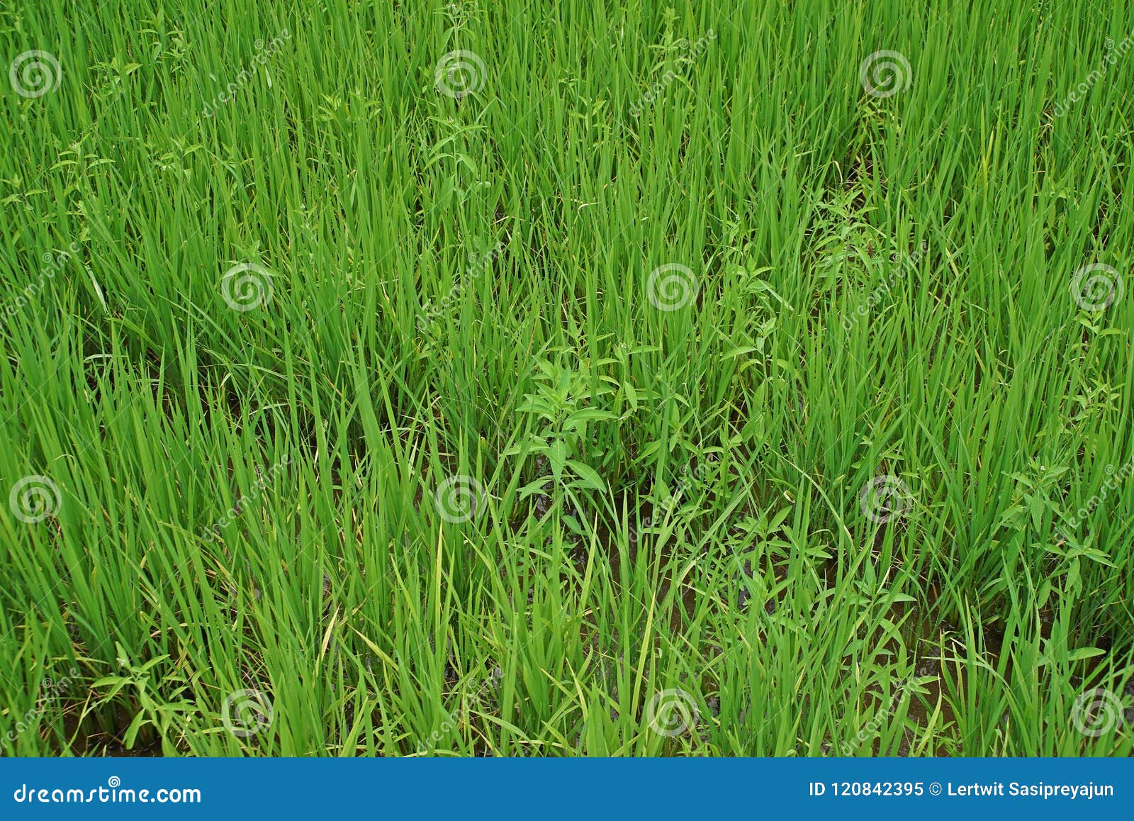 Sphenoclea Sp., Broadleaf Weed In Rice Field Stock Image ...