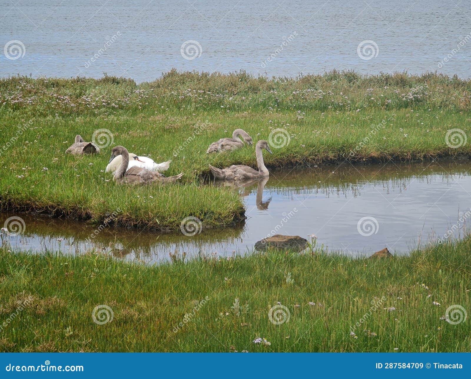 Broadmeadow Estuary in Swords Ireland Stock Image - Image of swans ...