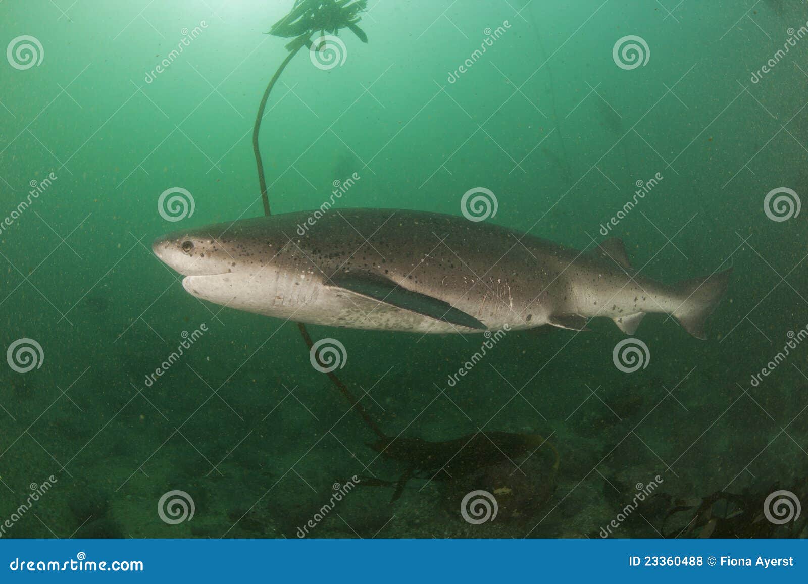 Broadnose cow shark stock photo. Image of millers, underwater - 23360488