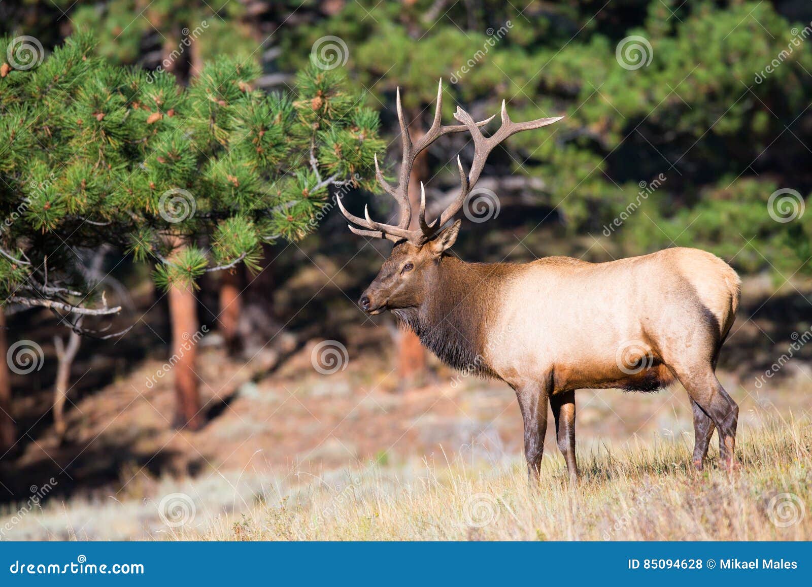 Broadside bull elk stock photo. Image of national, wild - 85094628