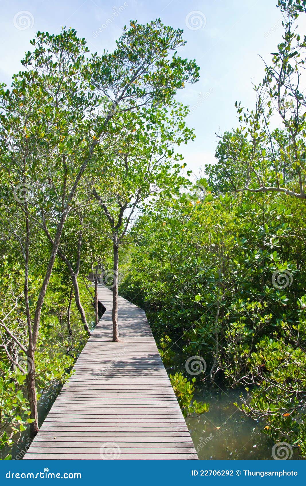 Broadwalk in Mangrove Forest Stock Photo - Image of countryside ...