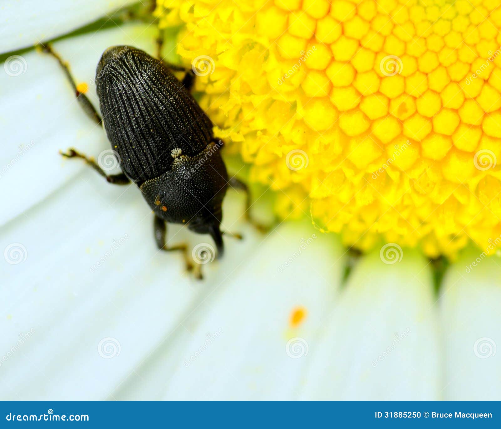 Broca foto de stock. Imagem de besouro, criatura, bicho - 31885250