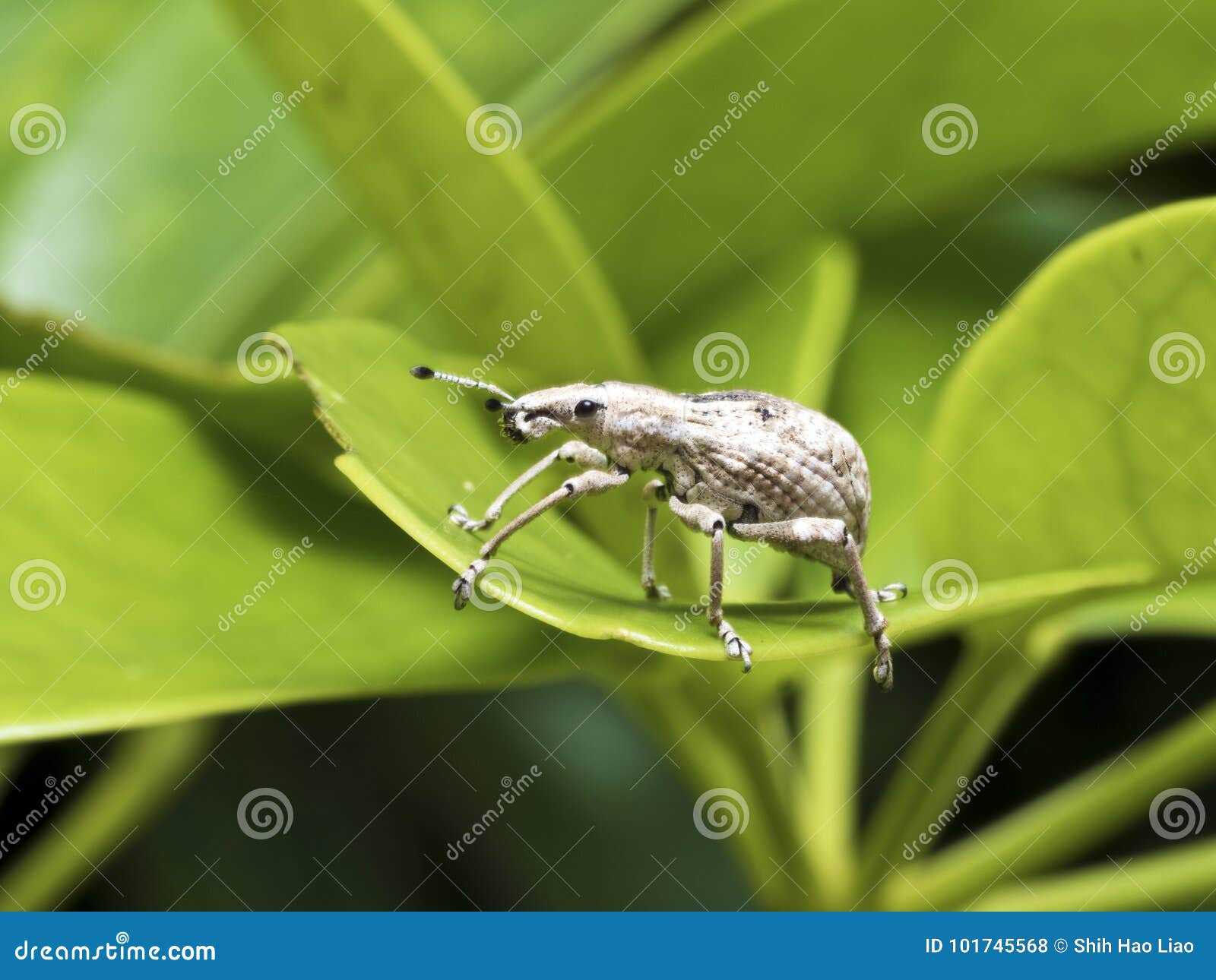 Broca Do Inseto, Curculionidae Foto de Stock - Imagem de selvagem ...