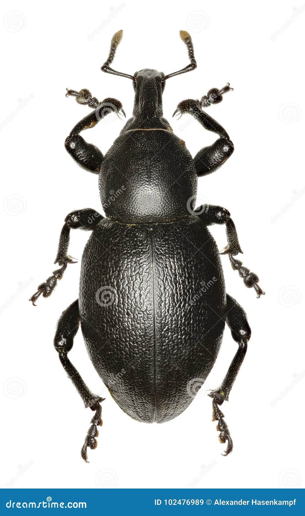 Broca Liparus No Fundo Branco Imagem de Stock - Imagem de invertebrado ...