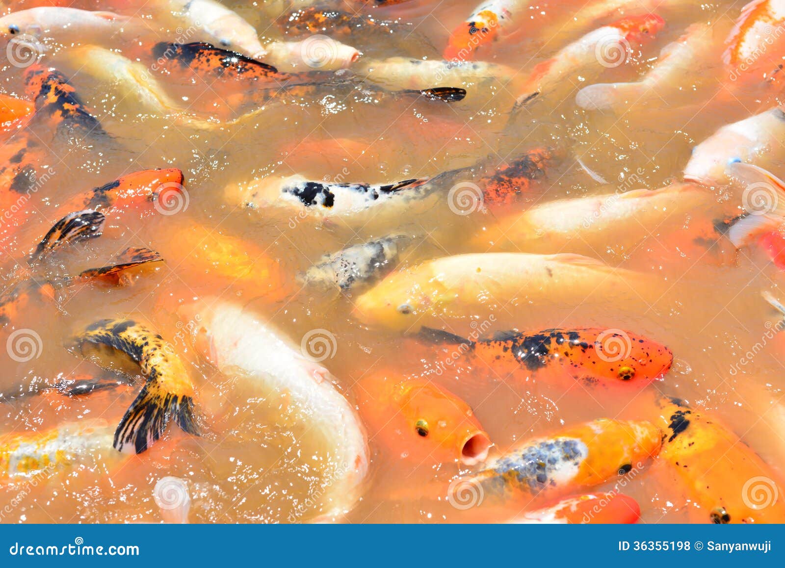 Brocade carp stock photo. Image of beautiful, lakes, fish - 36355198