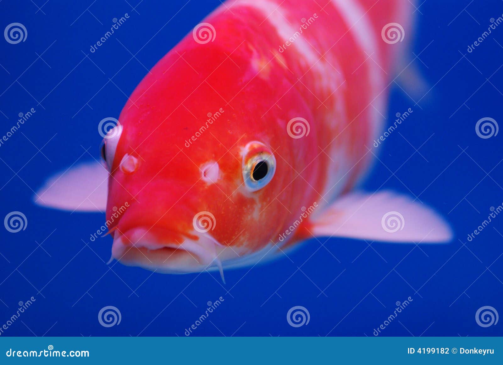 Brocaded carp face stock photo. Image of swim, japanese - 4199182