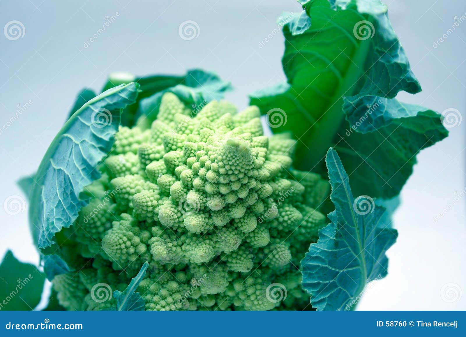 Broccoflower stock photo. Image of brocoli, broccoli, isolate - 58760