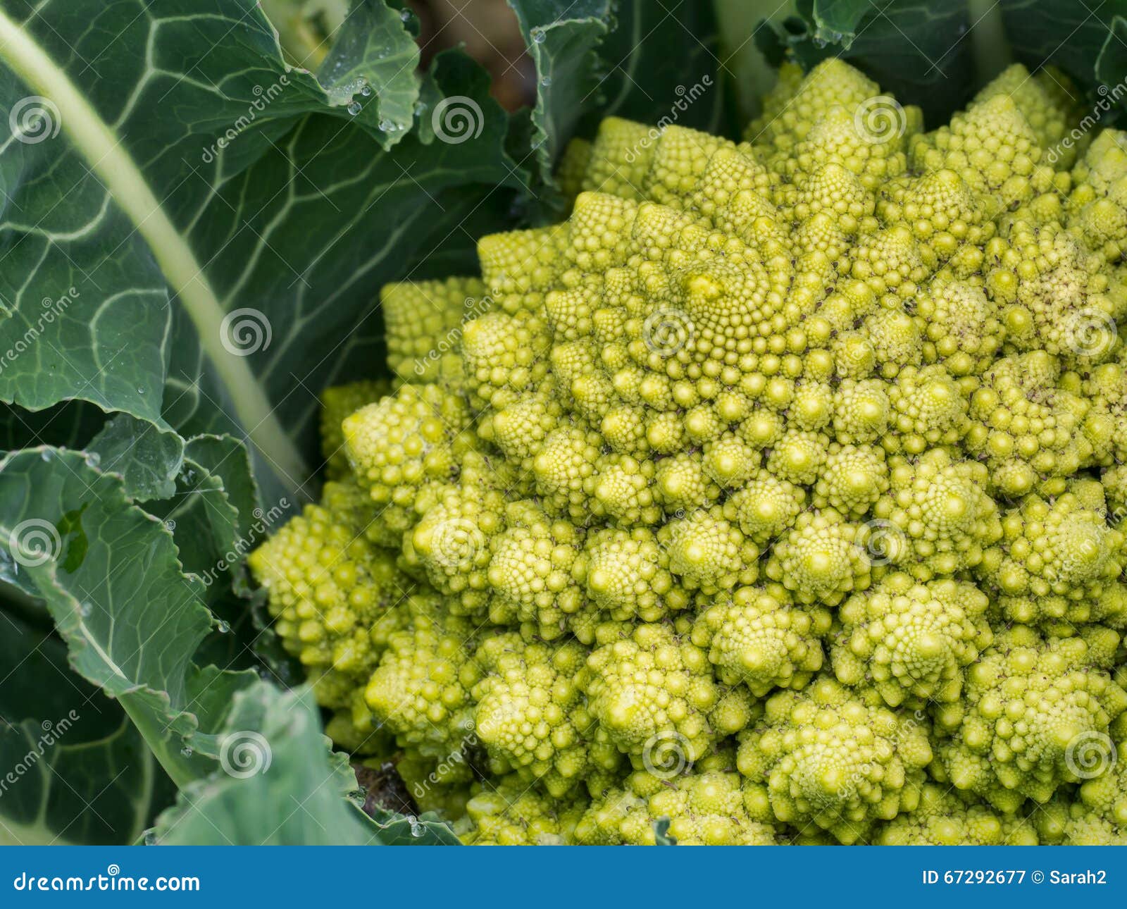 Broccoflower - De Groene Inlandse Bloemkool Van Romanesco, Stock ...