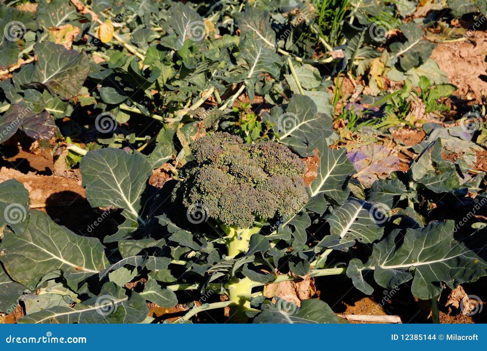Broccoli stock photo. Image of meadow, grass, land, grow - 12385144