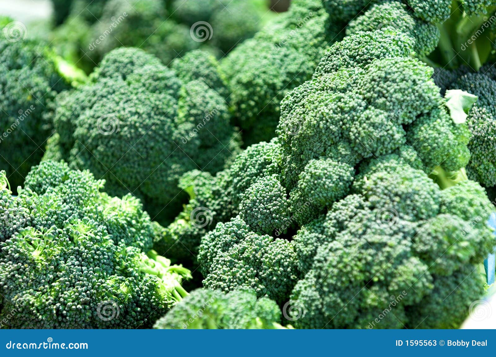 Broccoli stock image. Image of agriculture, farmers, vegetable - 1595563