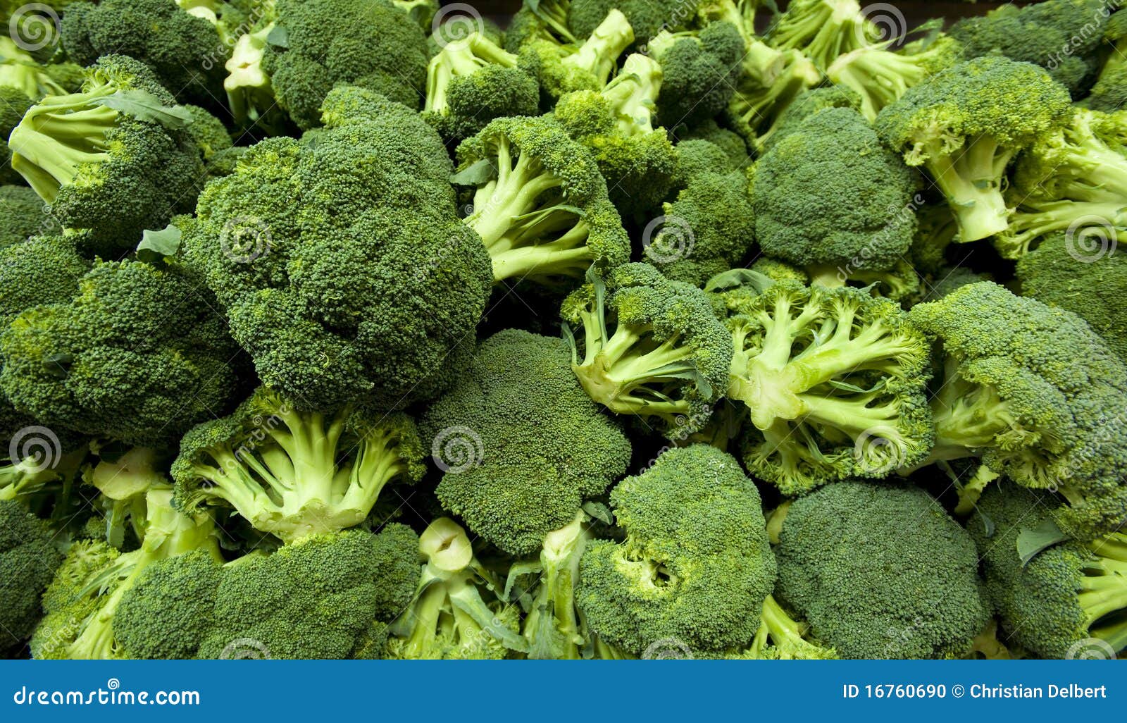 Broccoli stock photo. Image of broccoli, isolated, healthy - 16760690