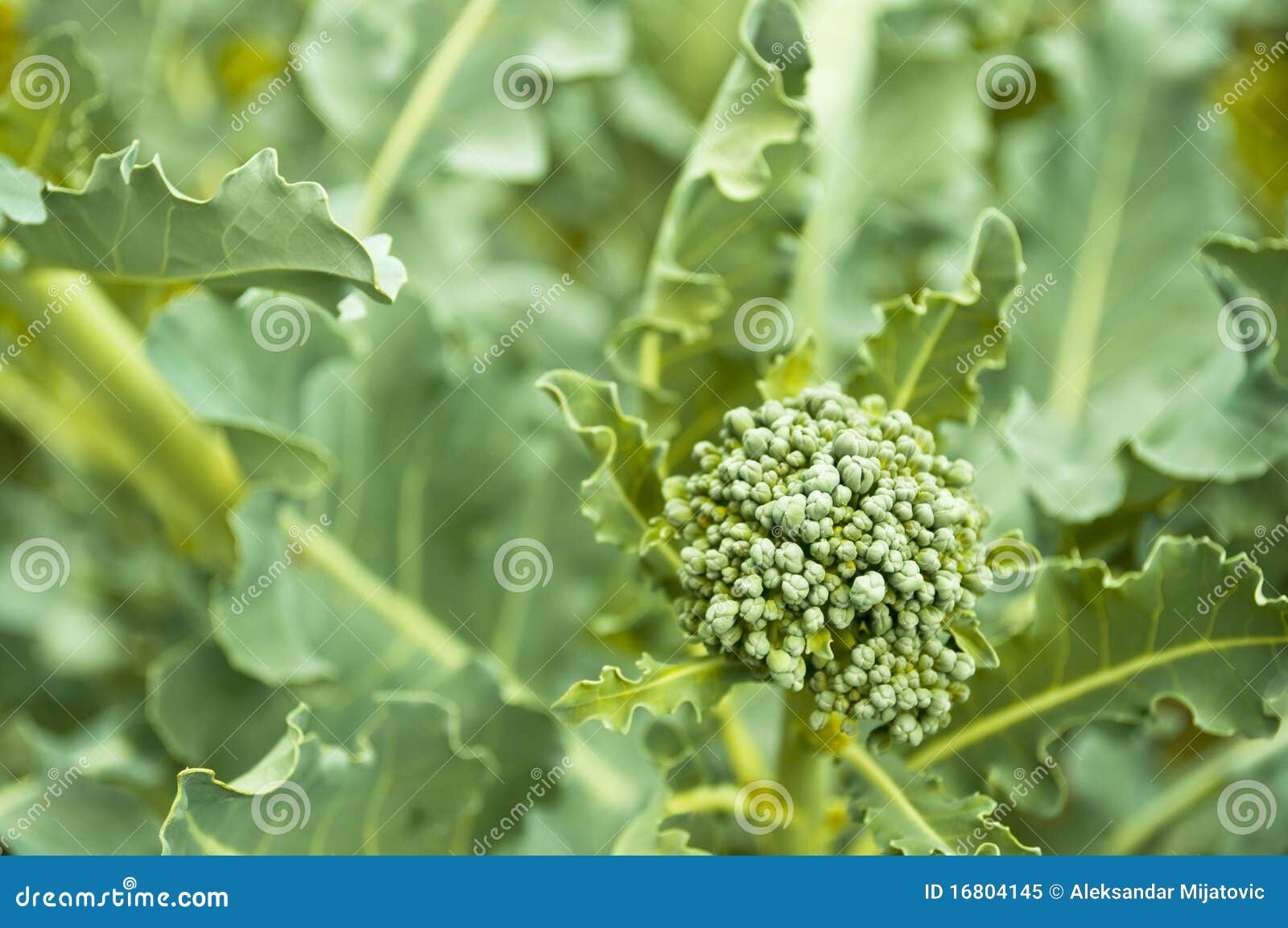 Broccoli stock image. Image of head, cuisine, fibre, good - 16804145
