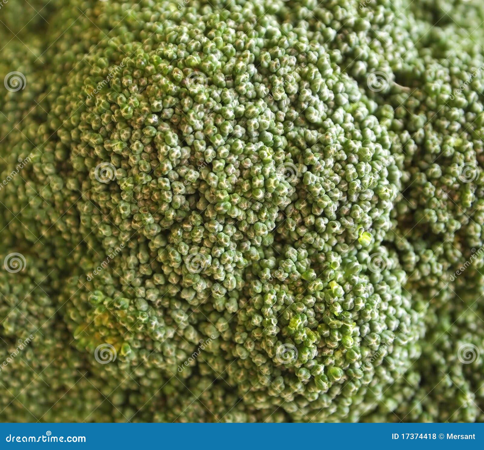 Broccoli stock photo. Image of cooking, vegetable, fresh - 17374418