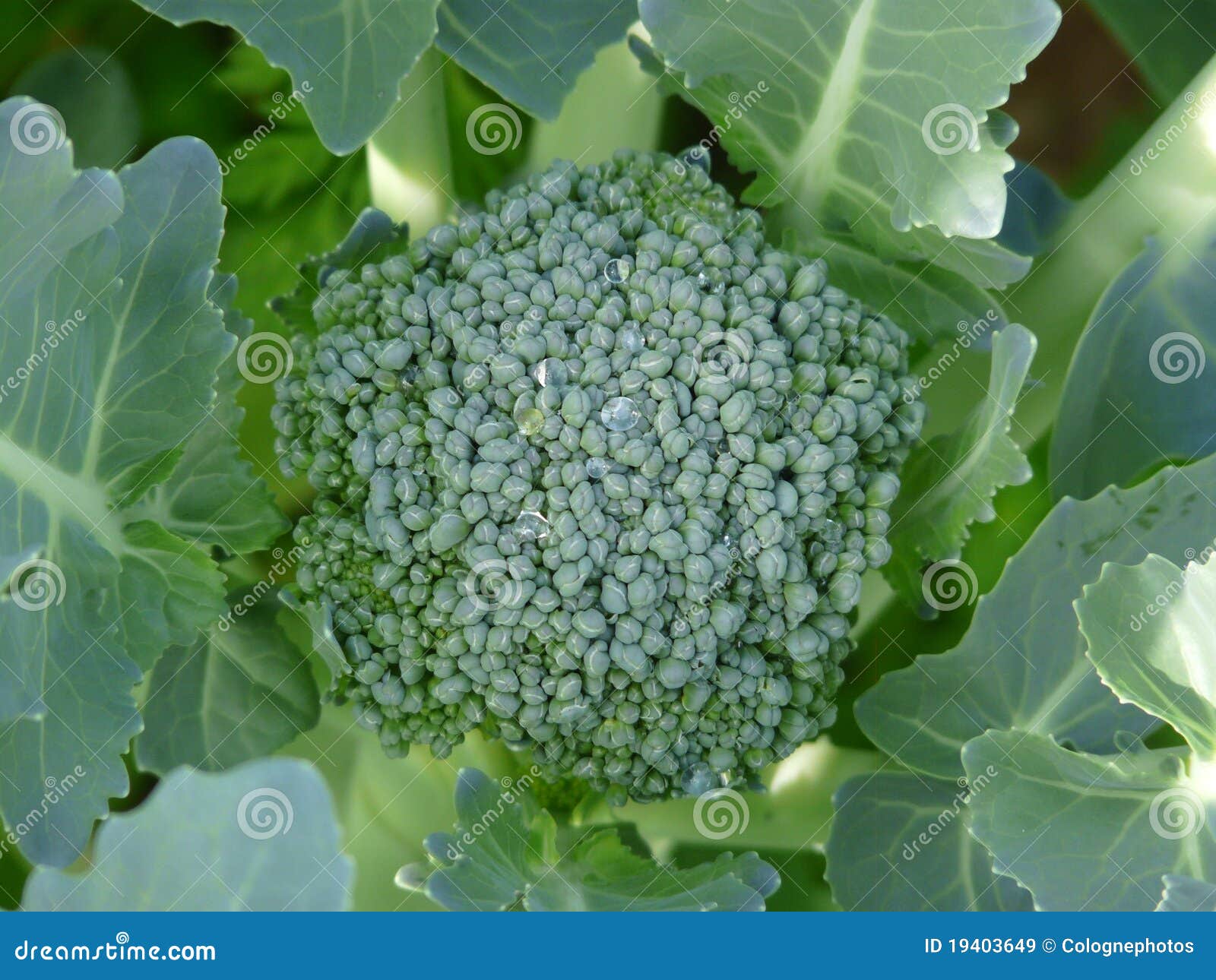 Broccoli stock image. Image of vegetable, organic, dietary - 19403649