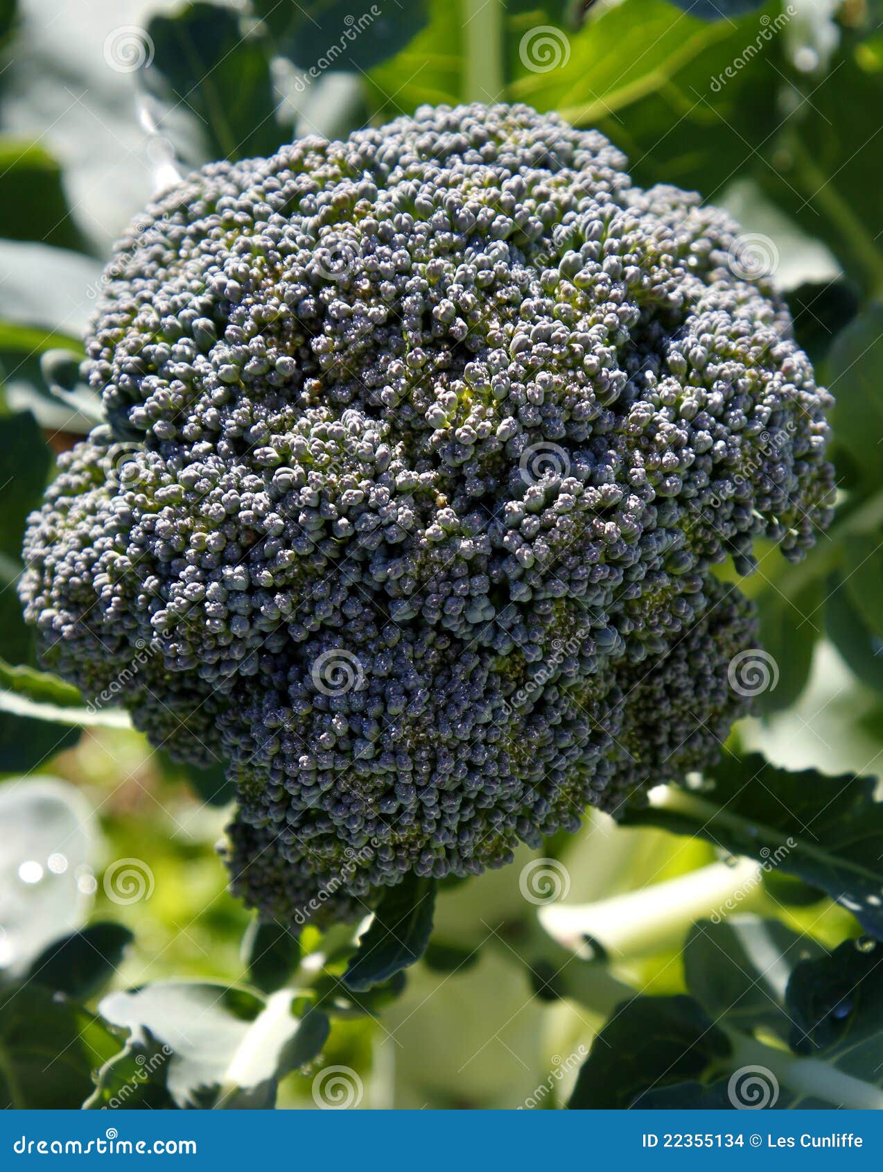 Broccoli stock photo. Image of growth, nutritious, detail - 22355134