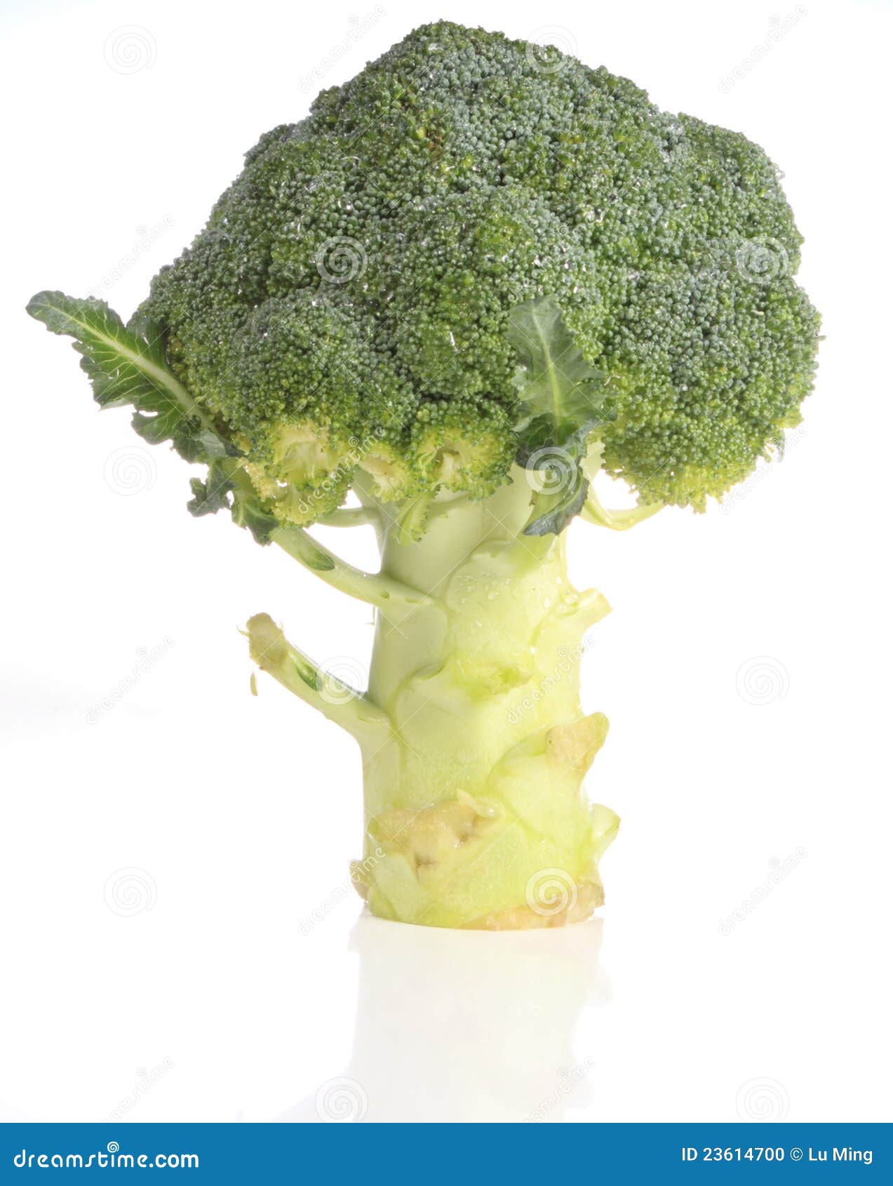 Broccoli stock photo. Image of vegetable, healthy, food - 23614700