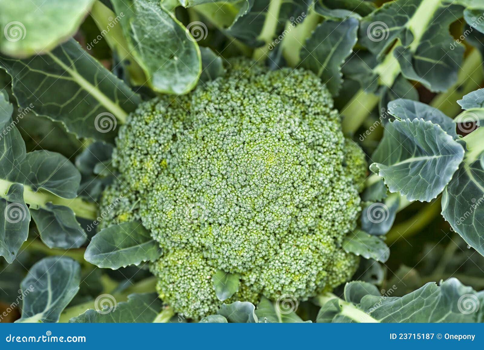 Broccoli stock image. Image of plant, vegetable, garden - 23715187