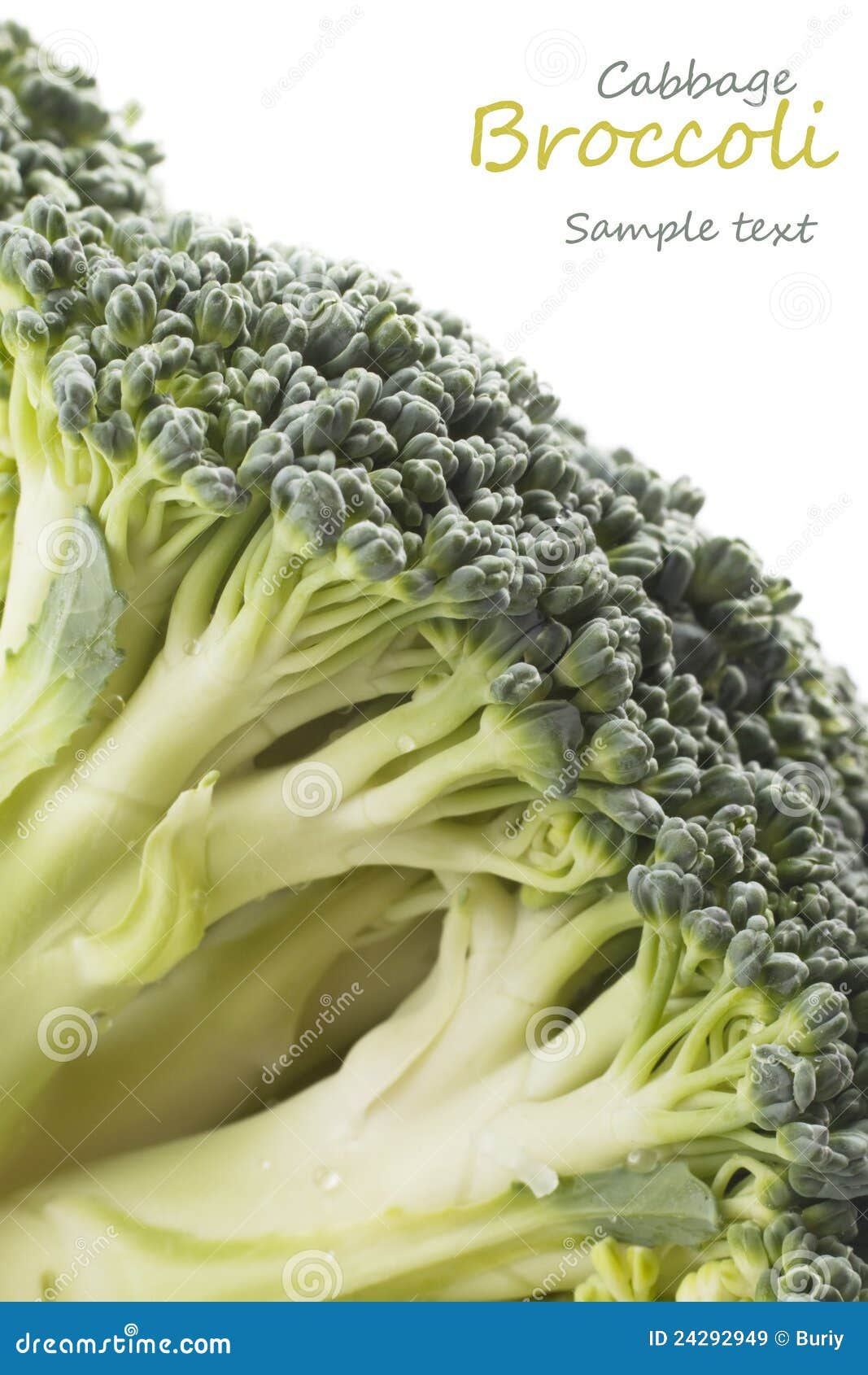 Broccoli stock image. Image of white, inflorescence, piece - 24292949