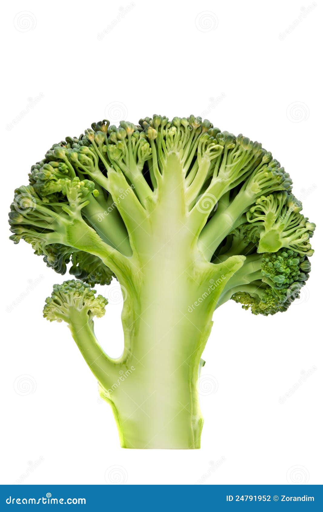 Broccoli stock photo. Image of ingredient, cabbage, shot - 24791952